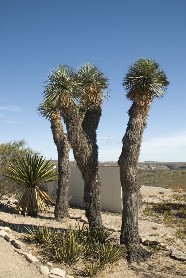 Spanish Daggers stock image. Image of dagger, brown, blue - 7543003