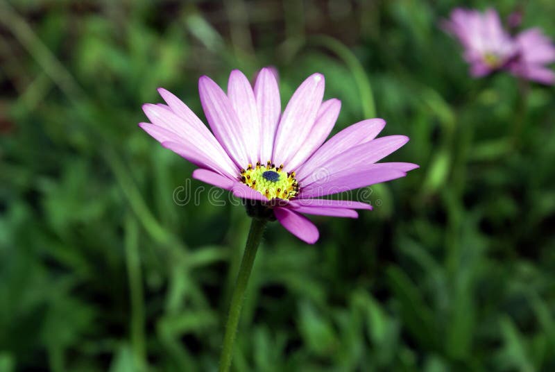 Spanish daisy stock photo. Image of daisy, flower, nature - 50616112