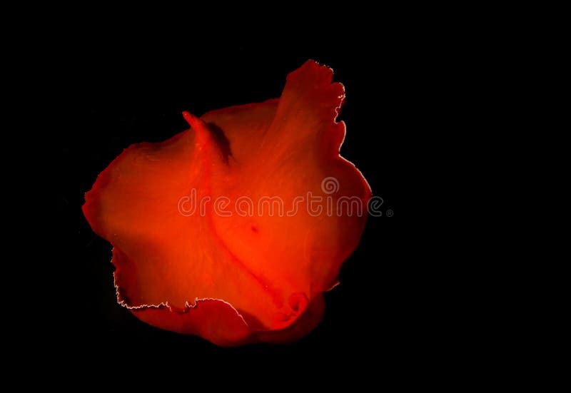 Spanish dancer stock image. Image of dive, dancer, color - 29320067