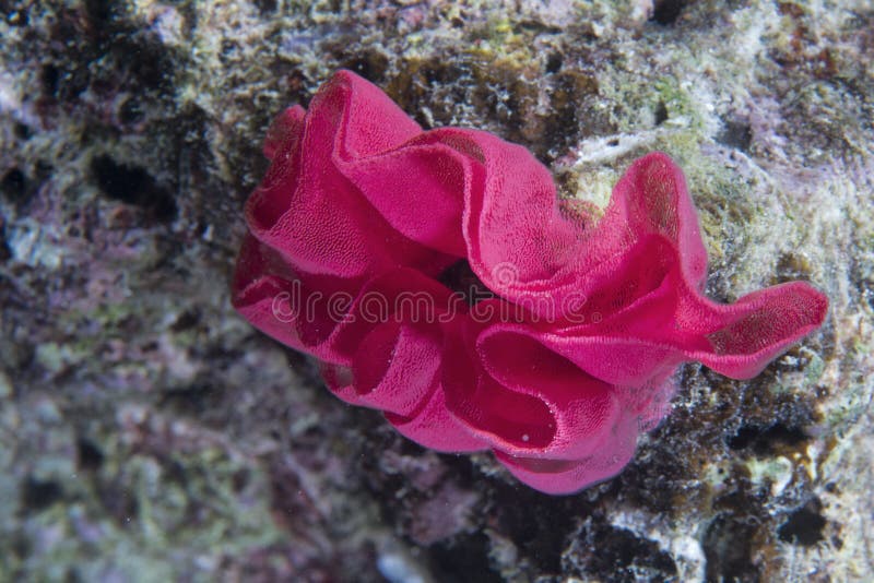 Spanish Dancer Laying Eggs stock photo. Image of fish, colorful - 608984