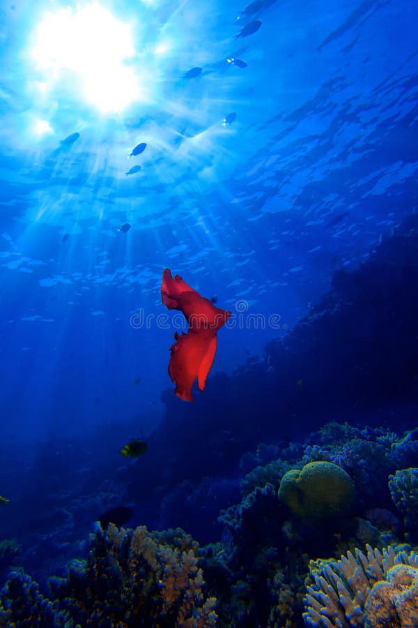 Spanish Dancer Laying Eggs stock photo. Image of fish, colorful - 608984