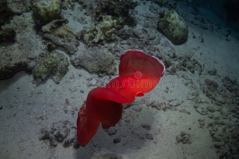Spanish Dancer - Sea Slug in Red Sea Stock Image - Image of underwater ...