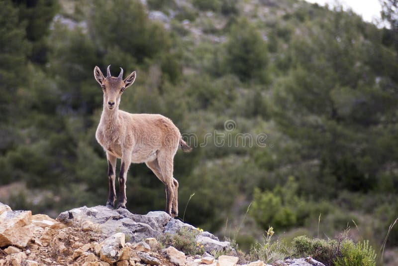 Spanish deer stock image. Image of reserve, habitat - 120910121