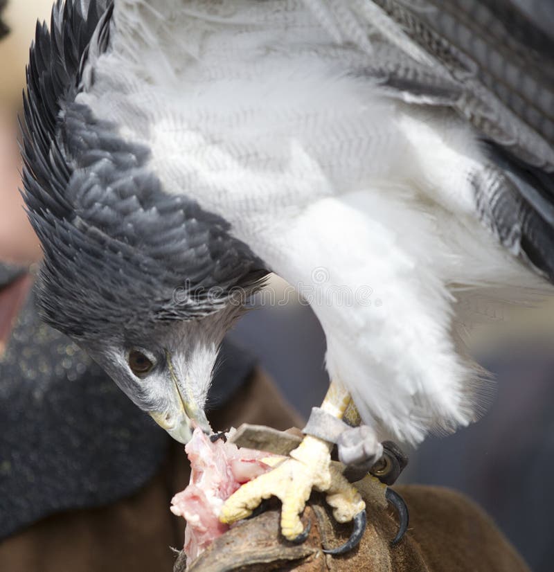 Eagle stock image. Image of fauna, carnivore, details - 30051957