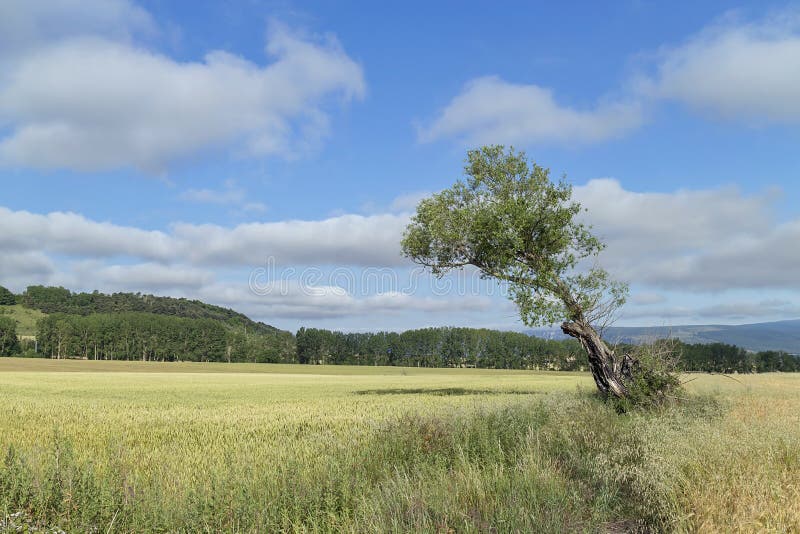 Spanish fields stock photo. Image of travel, solo, active - 87590336