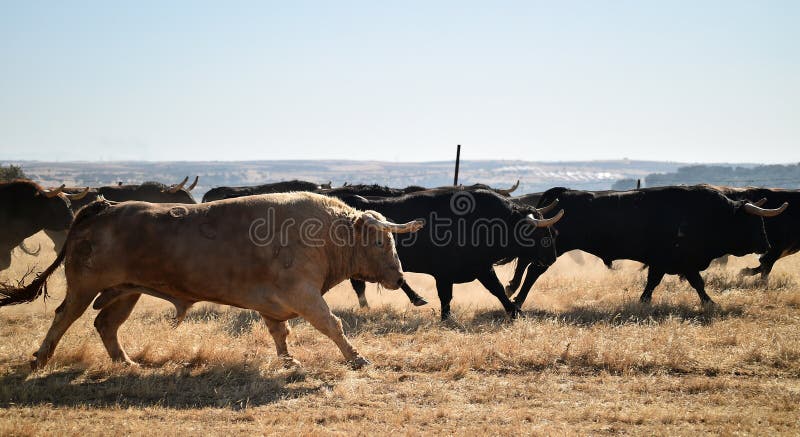 Fighting Cattle Egret stock image. Image of land, animals - 25580113