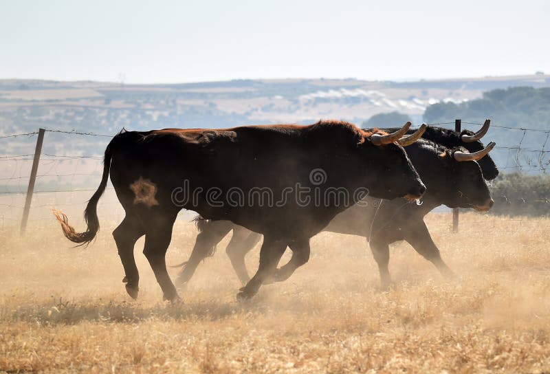 Fighting Cattle Egret stock image. Image of land, animals - 25580113