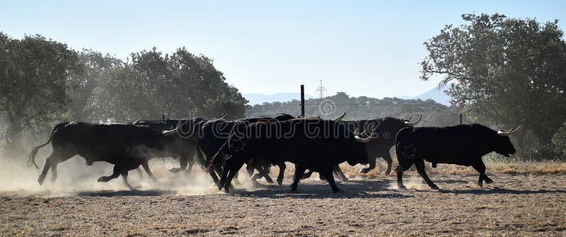 Fighting Cattle Egret stock image. Image of land, animals - 25580113