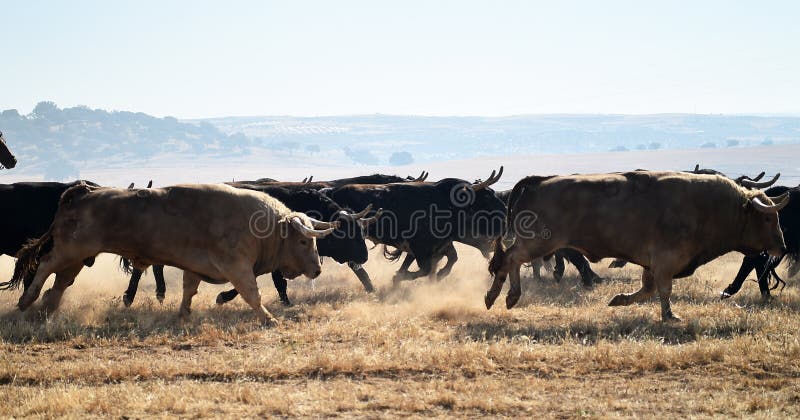 Fighting Cattle Egret stock image. Image of land, animals - 25580113