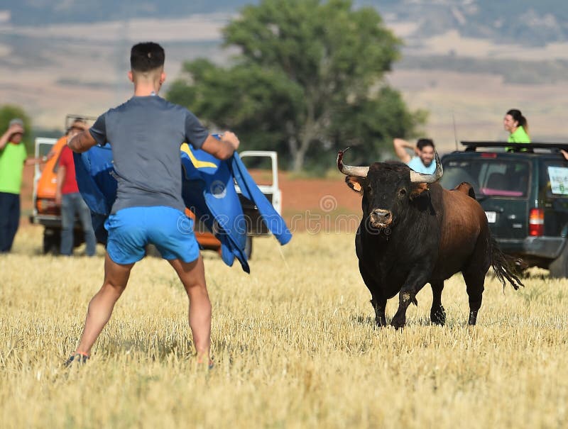Bull running in the field editorial photo. Image of arena - 132786196