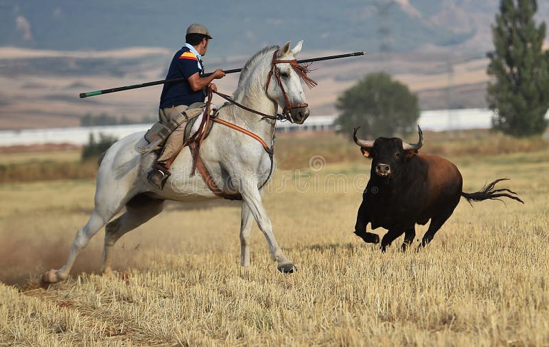 Bull and man running editorial image. Image of fight - 105978480