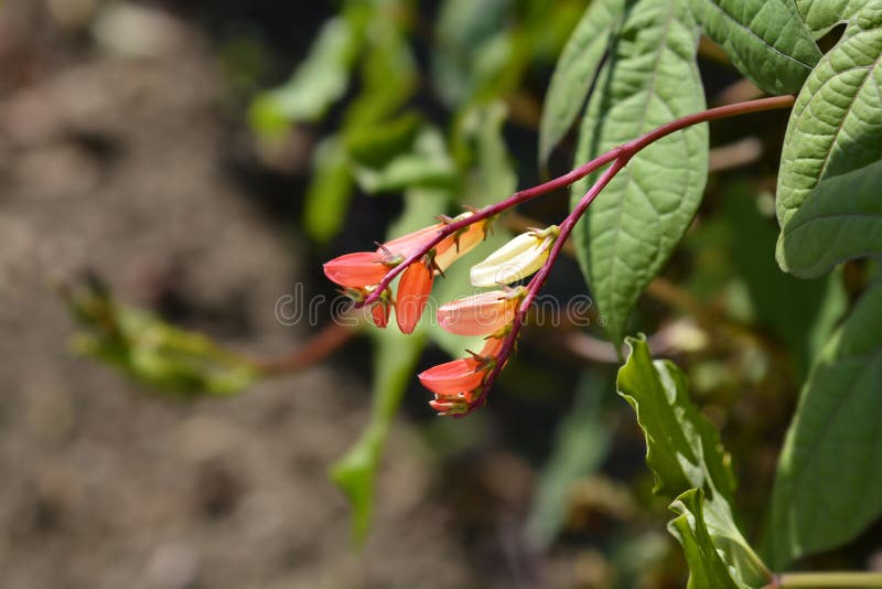 Spanish flag stock photo. Image of fire, climbing, plant - 237319204