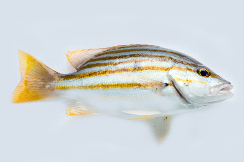 Spanish Flag Snapper Stock Photos - Free & Royalty-Free Stock Photos ...