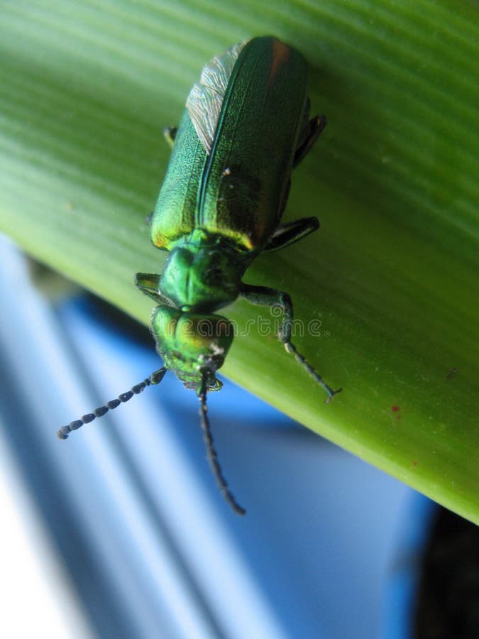 Spanish fly stock image. Image of green, booger, eneordm - 260711953
