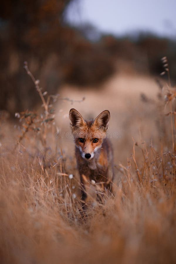 Spanish fox Vulpes vulpes stock photo. Image of canine - 152561536