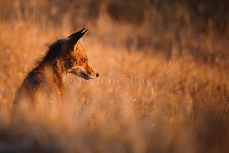 Spanish fox Vulpes vulpes stock photo. Image of canine - 152562648