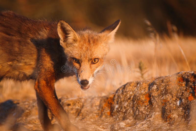 Spanish fox Vulpes vulpes stock photo. Image of predator - 152563394