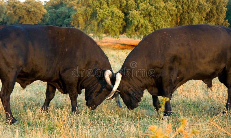 Spanish Free Range Fighting Bulls Stock Photo - Image of natural ...