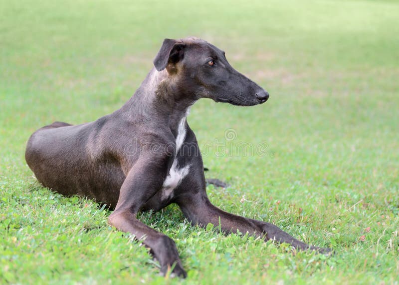 Spanish Galgo dog stock image. Image of animal, mammal - 36423551