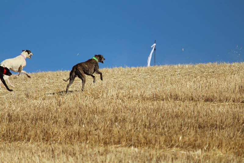 Spanish Greyhound in Mechanical Hare Race in the Countryside Stock ...