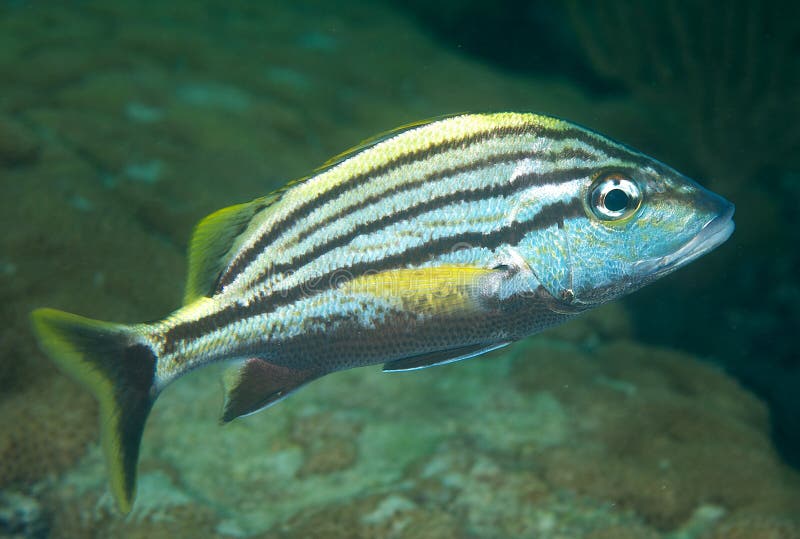 Spanish Grunt stock image. Image of fish, swim, gorgonian - 17073761