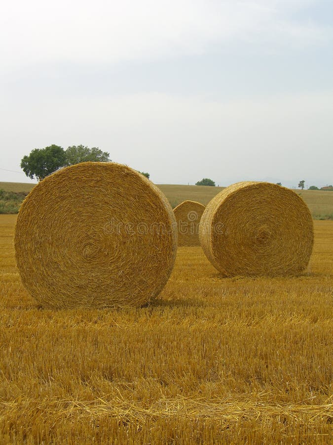 Spanish hay stock photo. Image of pastoral, round, field - 1160620