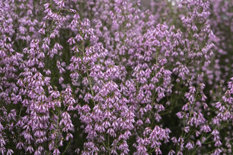 Spanish heath pink flowers stock image. Image of ecology - 264140671