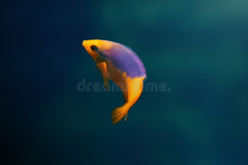 Spanish Hogfish - Marine Fish Stock Image - Image of aquatic, hogfish ...