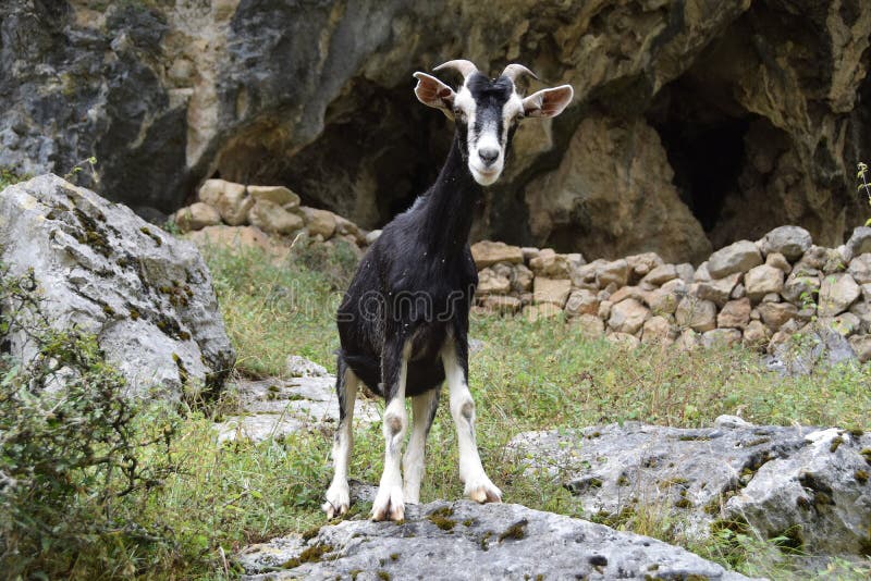 Spanish goat stock image. Image of goats, goat, spain - 19721391