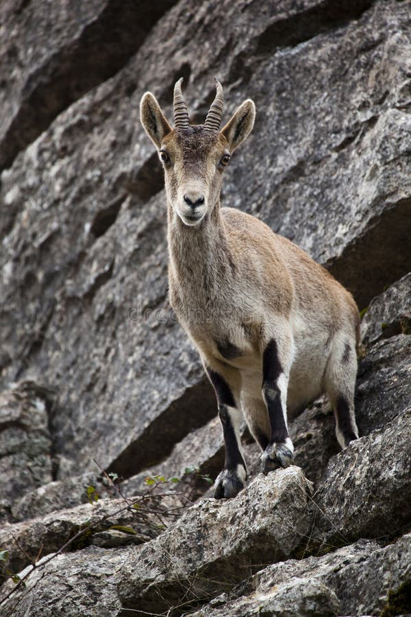 Spanish Ibex stock photo. Image of hairy, beautiful, capra - 25819880