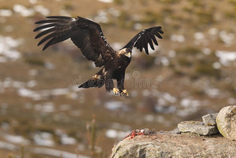 Spanish imperial eagle stock photo. Image of albicilla - 86363306