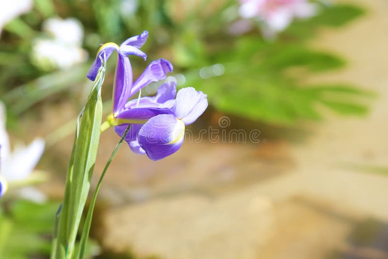 Spanish Iris (Iris Xiphium ) Blooming Stock Image - Image of biology ...
