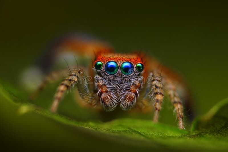 Spanish Jumping Spider Saitis Barbipes Stock Image - Image of arachnid ...