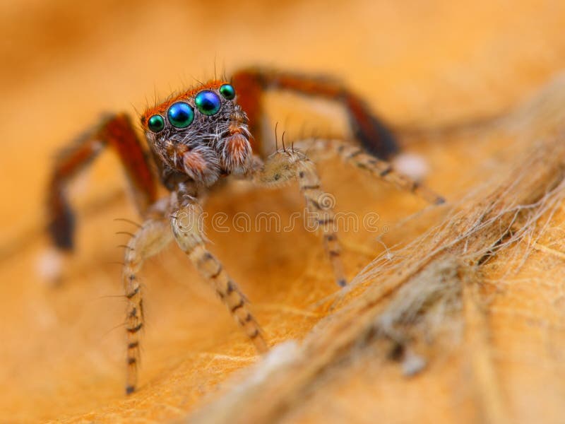 Saitis Barbipes Jumping Spider from Spain Stock Image - Image of ...
