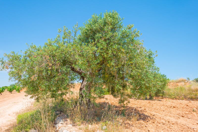 Spanish Landscape of Trees and Hills Stock Photo - Image of hill, path ...
