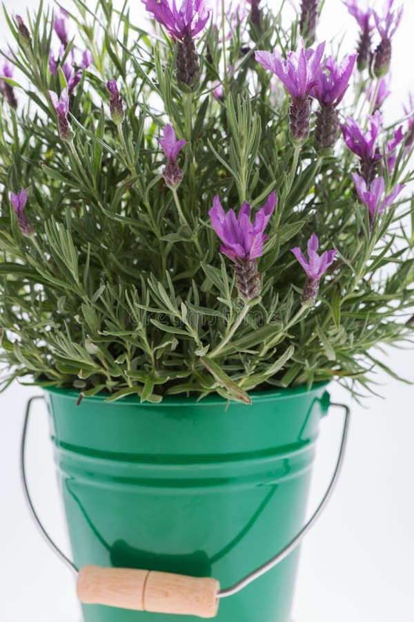 Spanish Lavender in Green Bucket Stock Photo - Image of alternative ...