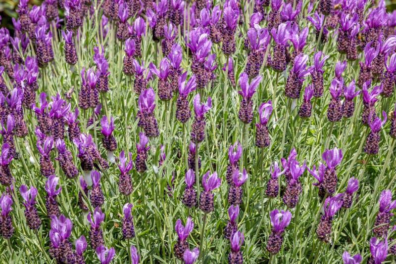 Spanish lavender stock photo. Image of flora, honey, lavandula - 44138598