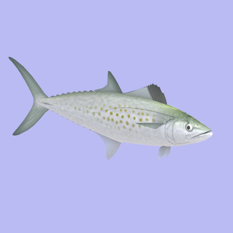 Spanish Mackerel Stock Illustrations – 113 Spanish Mackerel Stock ...