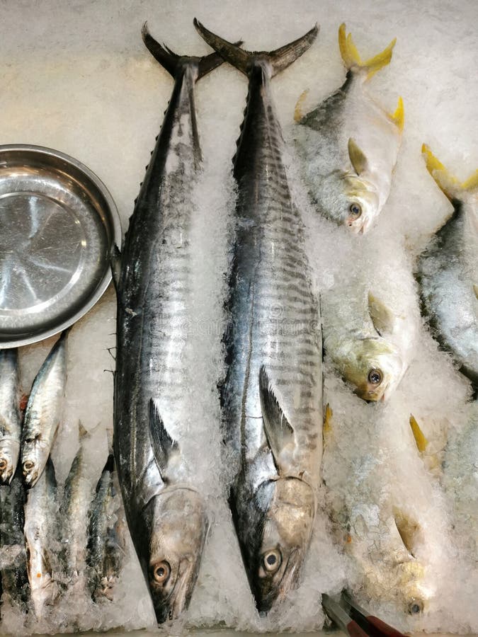 Spanish Mackerel Scomberomorini Fish on Ice Stock Photo - Image of ...