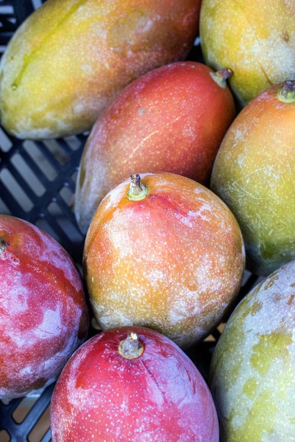 Spanish Mango: a Taste of Paradise. Stock Photo - Image of fresh, plant ...