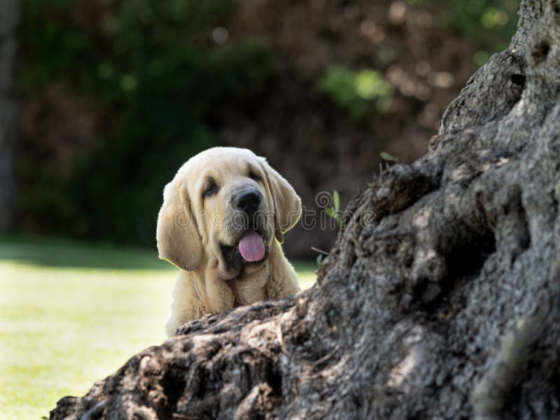Spanish Mastiffs Puppy Attentive Hidden Behind a Tree Stock Photo ...