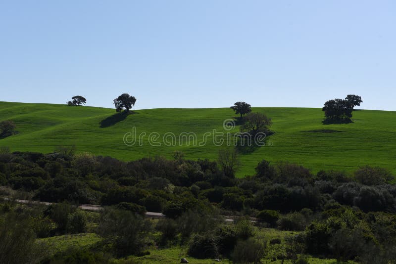 Spanish meadow stock image. Image of spanish, grass, green - 99048691