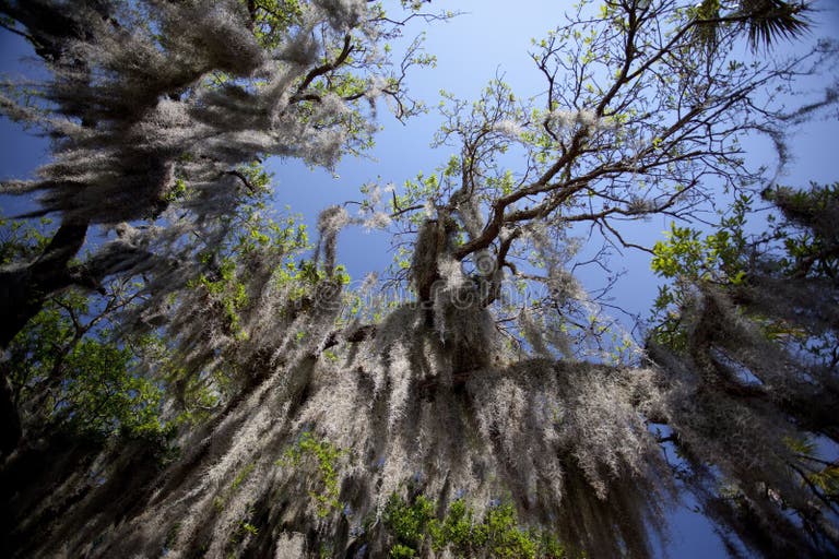 Spanish Moss stock image. Image of background, backgrounds - 15102569