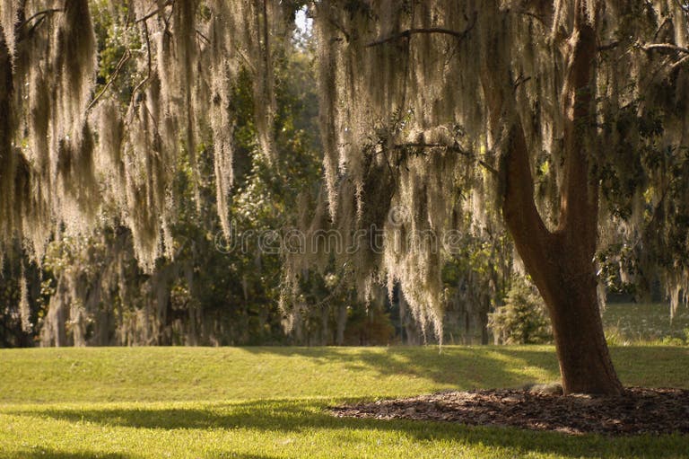 1,254,752 Spanish Paleontologists Stock Photos - Free & Royalty-Free ...