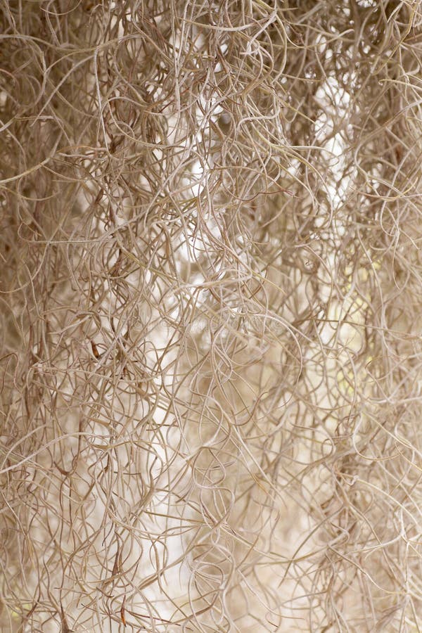 Spanish moss. stock photo. Image of mild, hanging, flower - 32434942