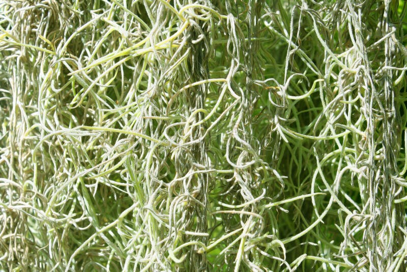 Spanish Moss Flower Plant or Tillandsia Usneoides and Silver Vase ...