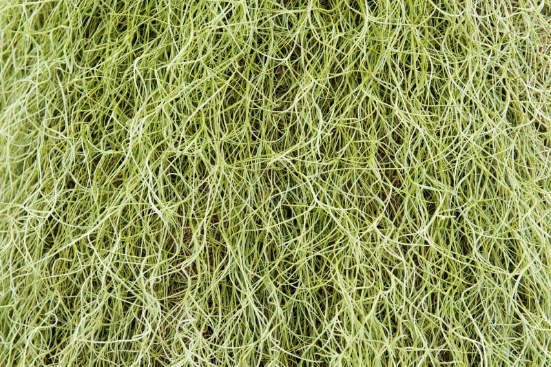 Spanish Moss background stock photo. Image of cover, foliage - 37546134