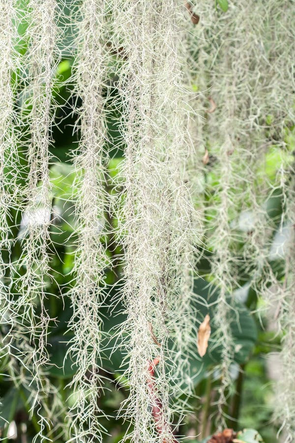Spanish Moss Background (Tillandsia Usneoides) Stock Photo - Image of ...