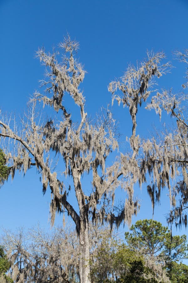 Spanish Moss in Bare Tree Under Blue Skies Stock Image - Image of oaks ...