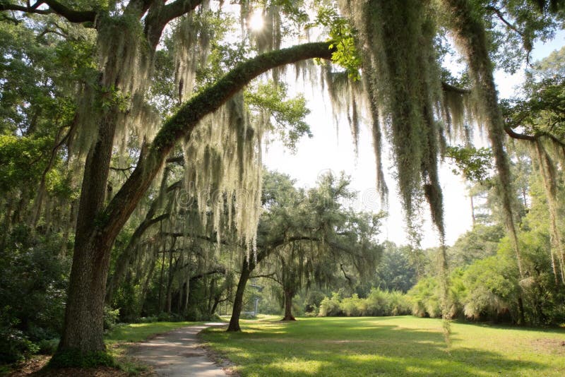 Spanish Moss Curtain Hanging from Tree Stock Illustration ...